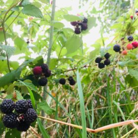 FARM – OEST Farm&Stay