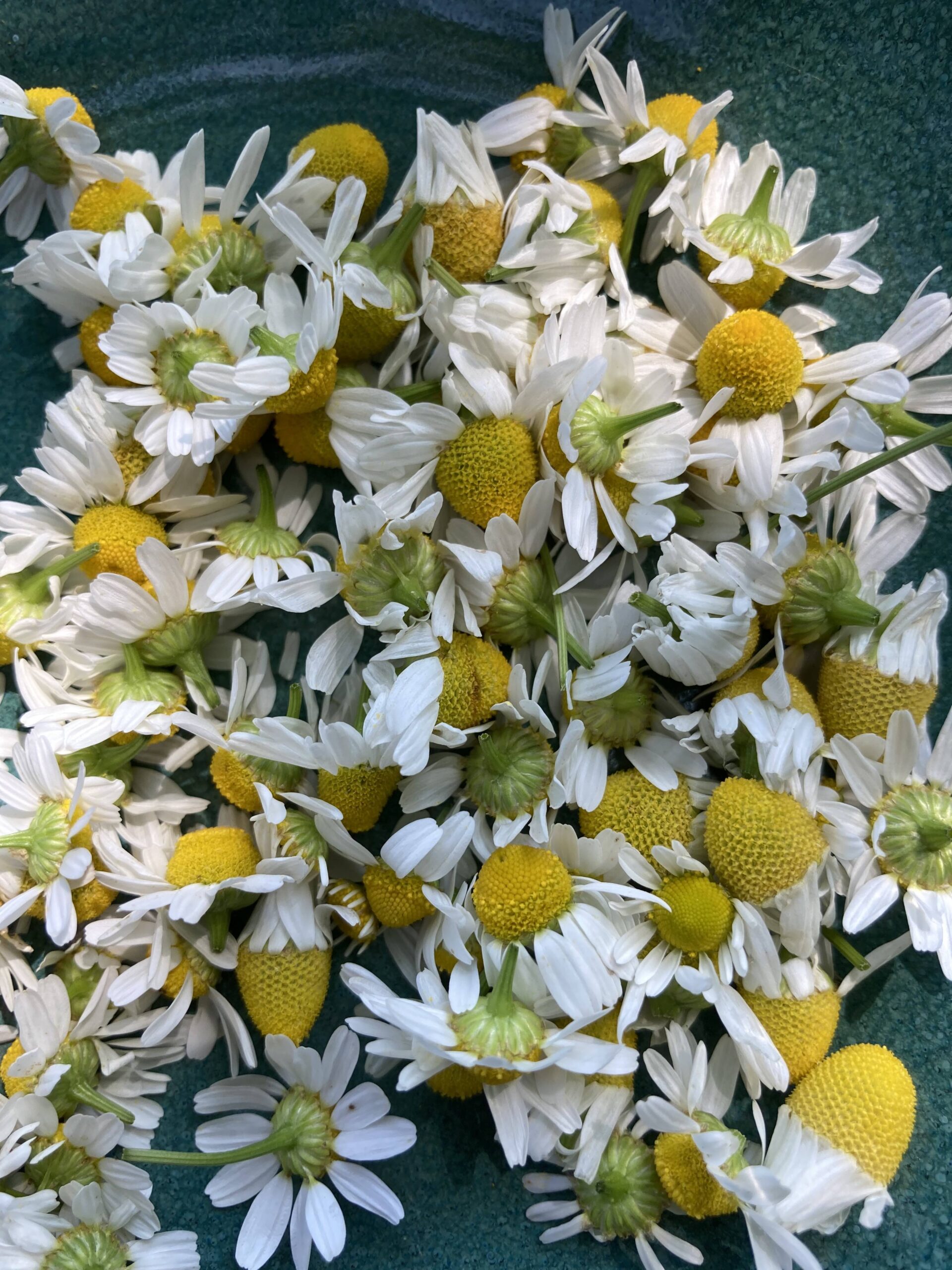 KRUIDENDAGEN – OEST Farm&Stay